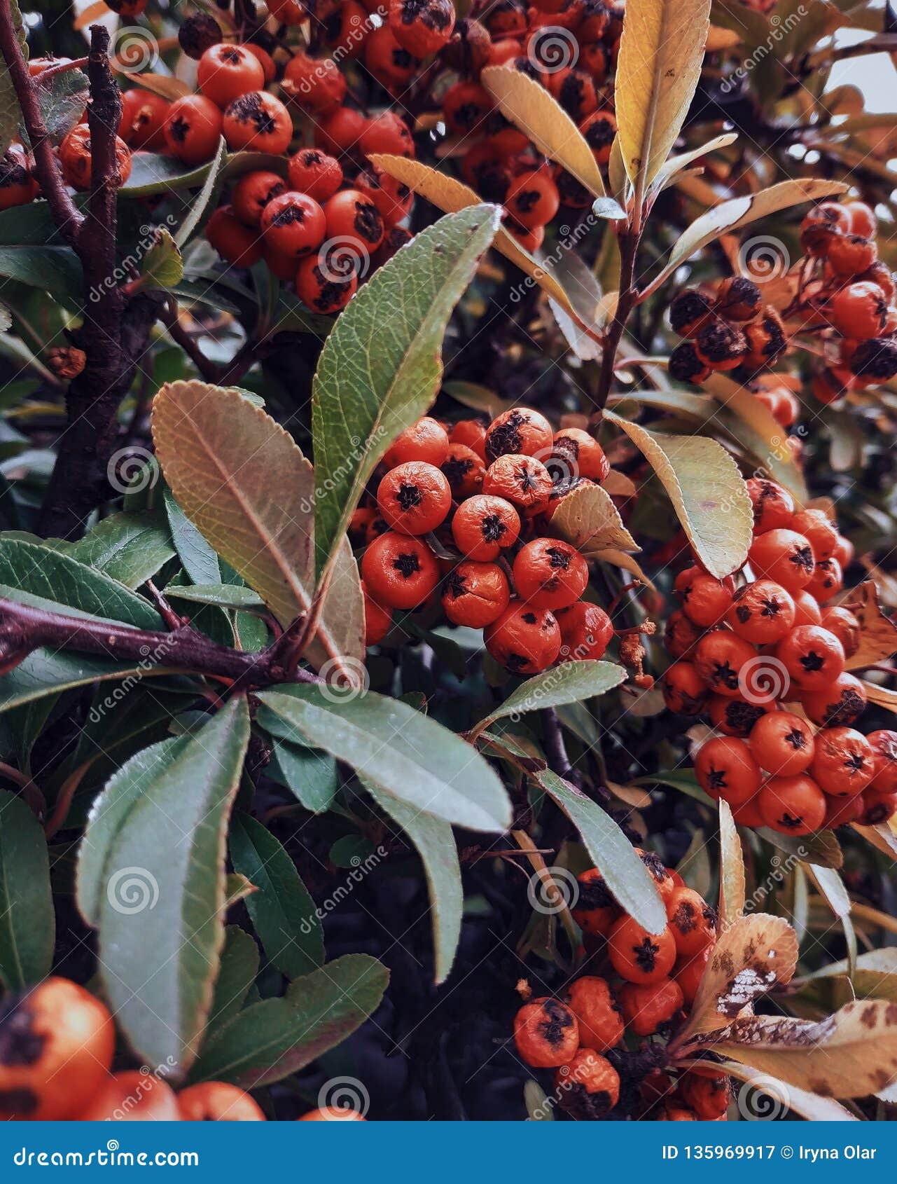 Bleached fruit stock image. Image of bleached, preset - 135969917