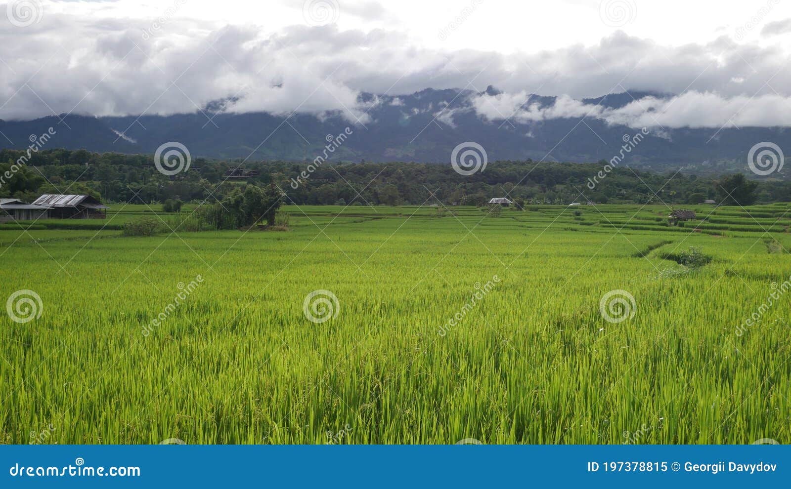 Beautiful Green Rice Field Mountain Background Stock Image - Image of ...