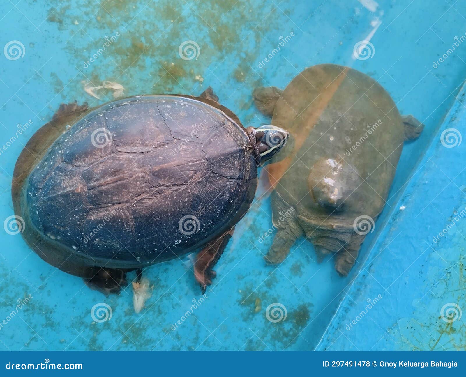 A turtle is in captivity stock photo. Image of aquatic - 297491478