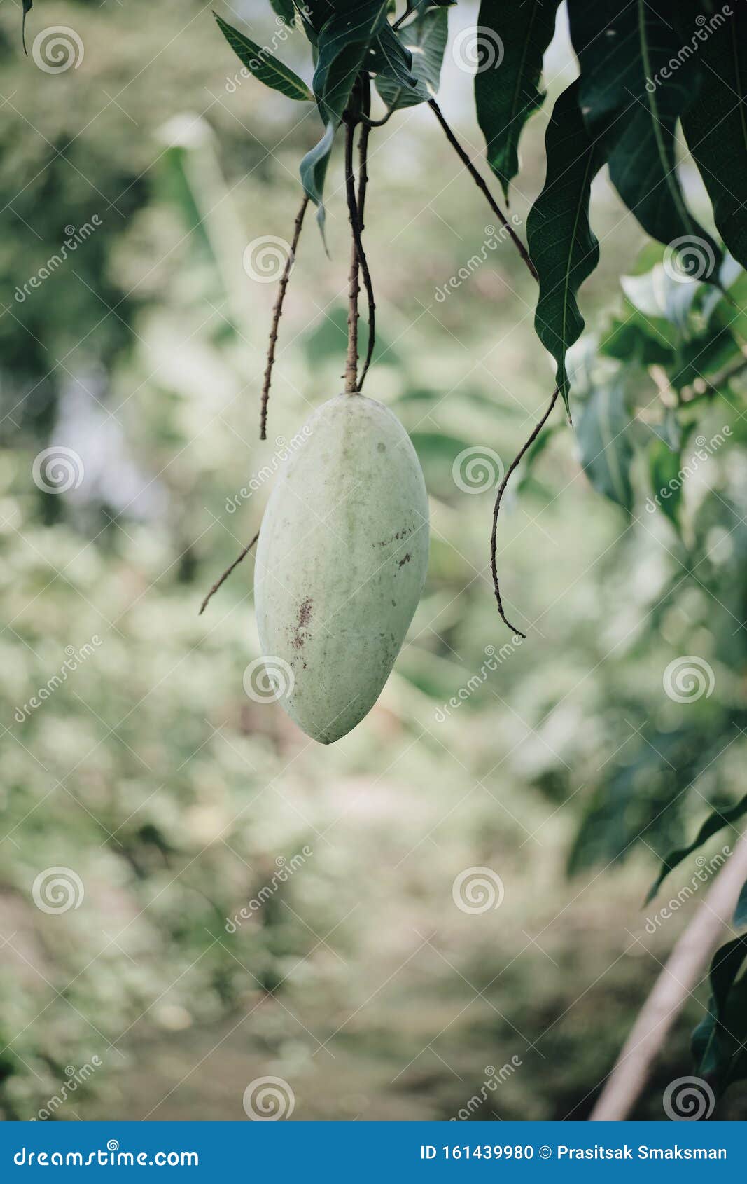 Fresh mango stock photo. Image of hanging, nature, fresh - 161439980