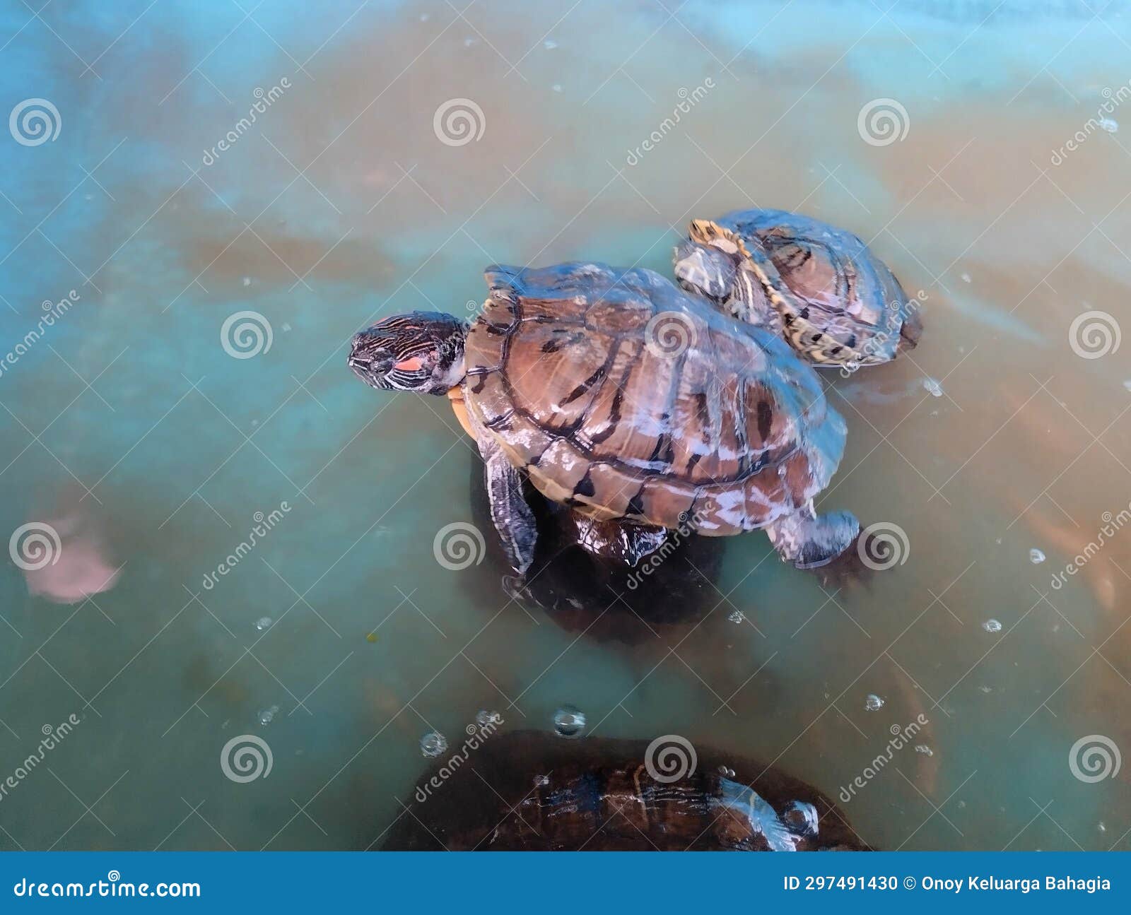 A turtle is in captivity stock photo. Image of tropical - 297491430
