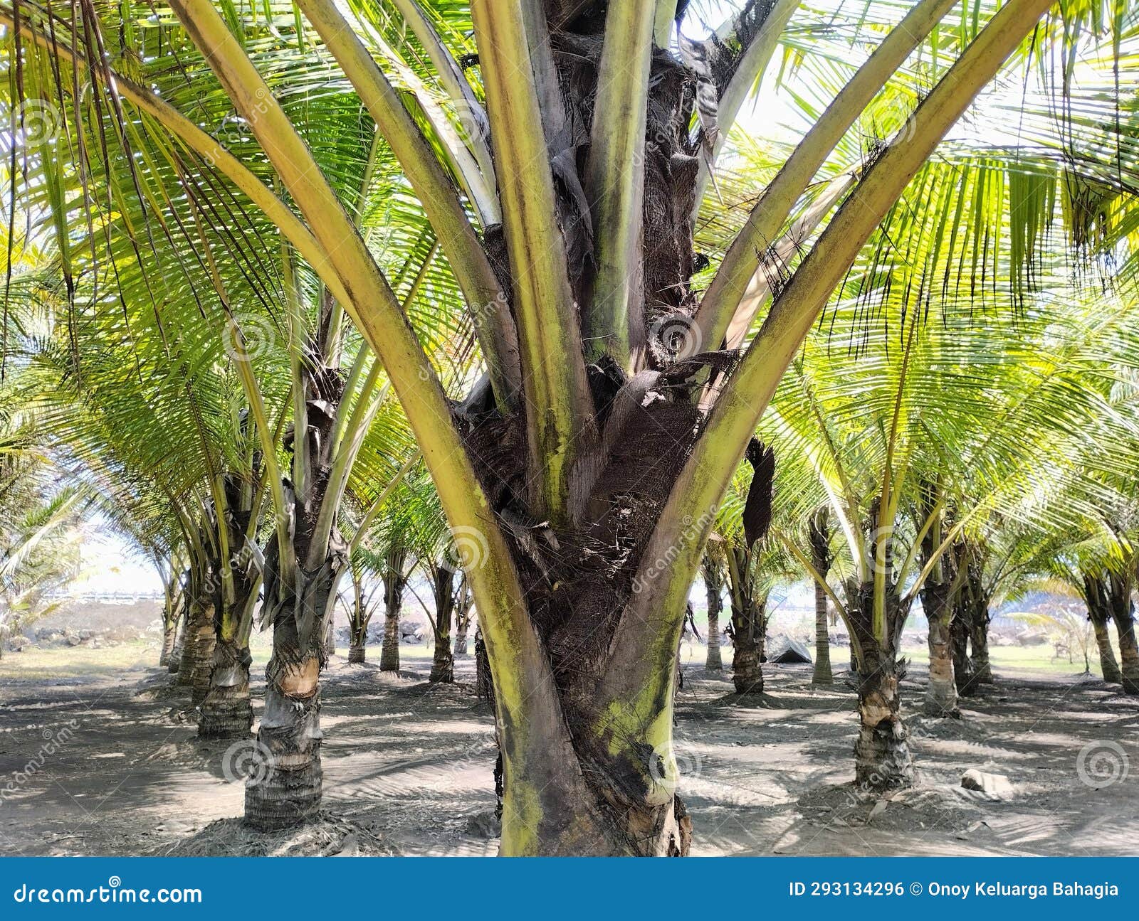 The Leaf Sheath of a Coconut Tree Stock Photo - Image of freshness ...