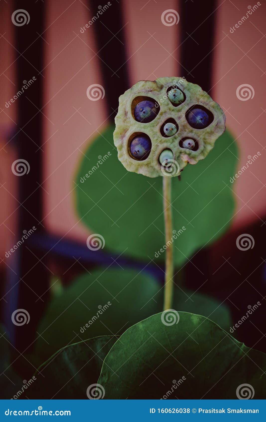 Lotus wilted stock photo. Image of hatched, greenleaf - 160626038