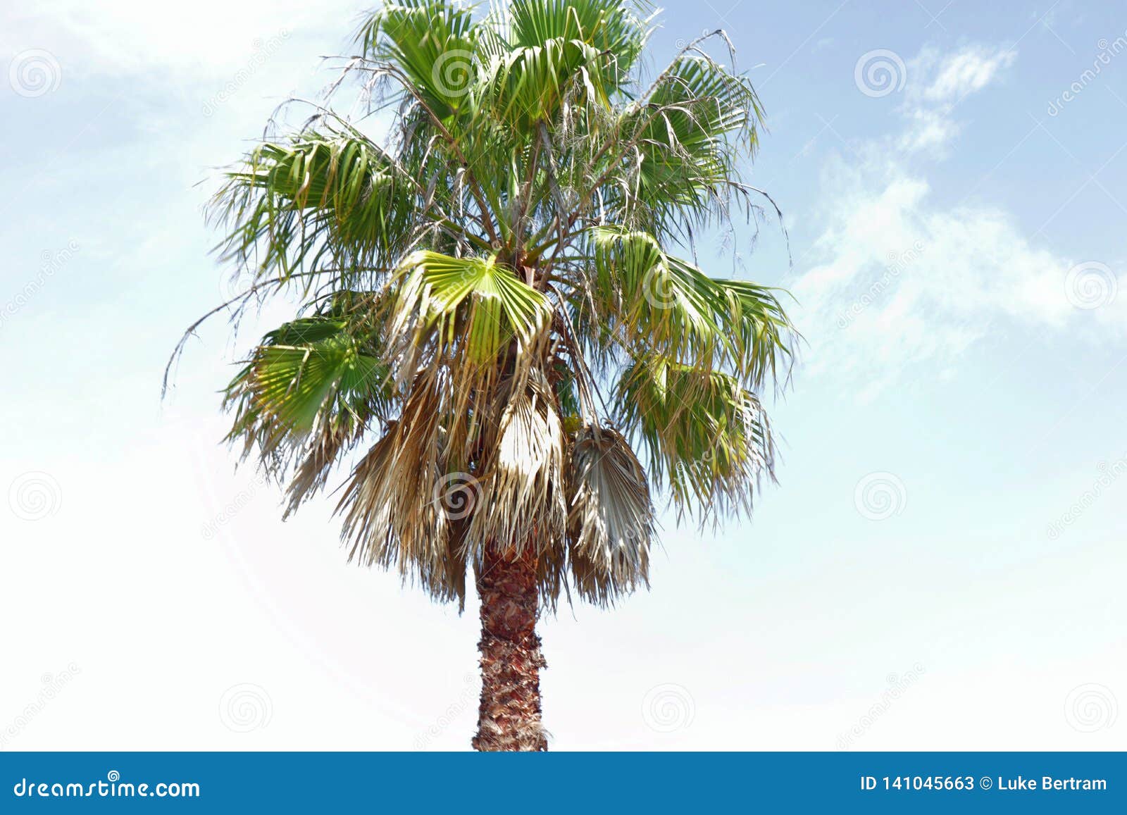 Palm tree stock image. Image of vsco, palm, processed - 141045663