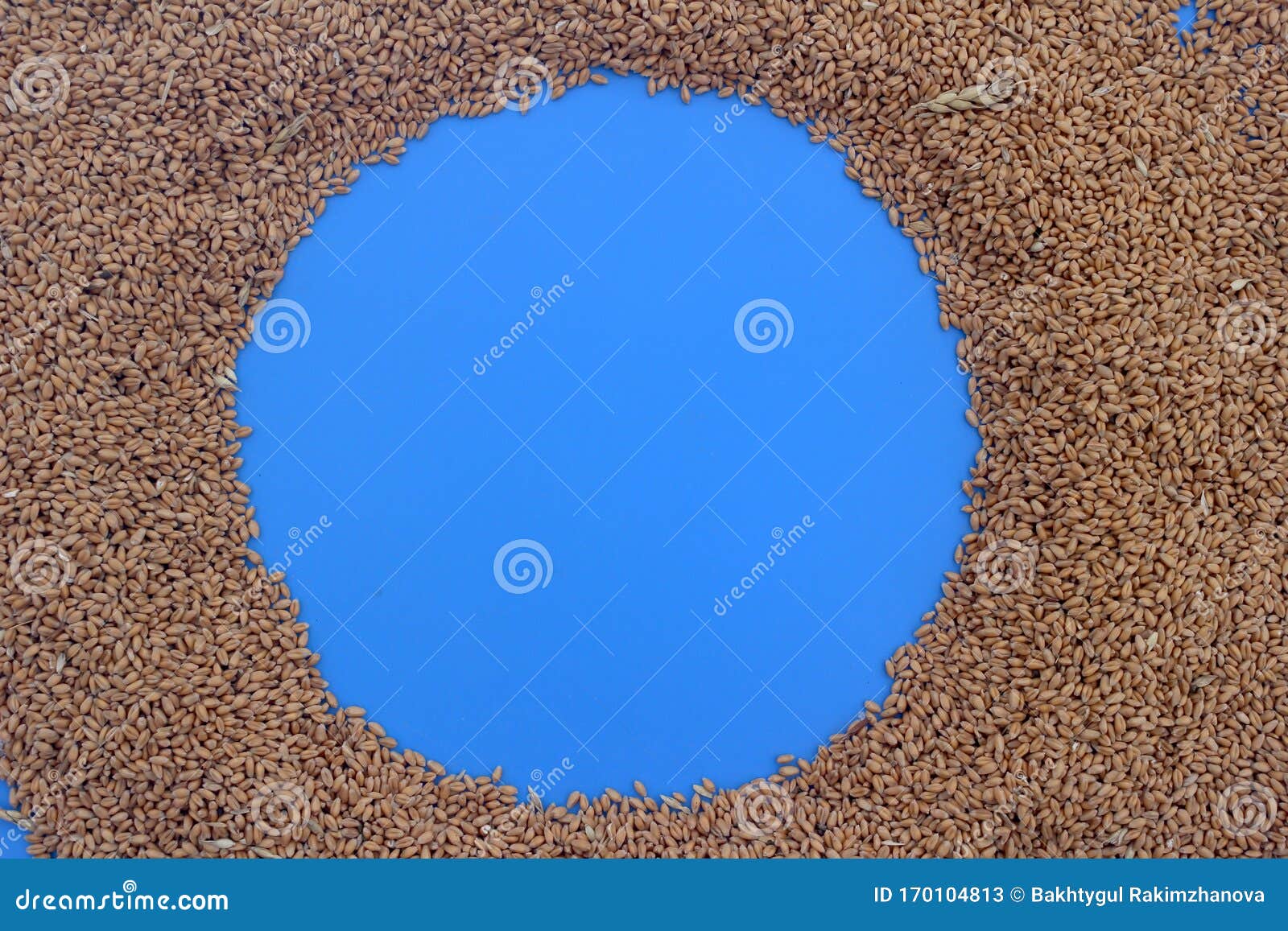 Processed Wheat Grains on a Blue Background Stock Image - Image of ...