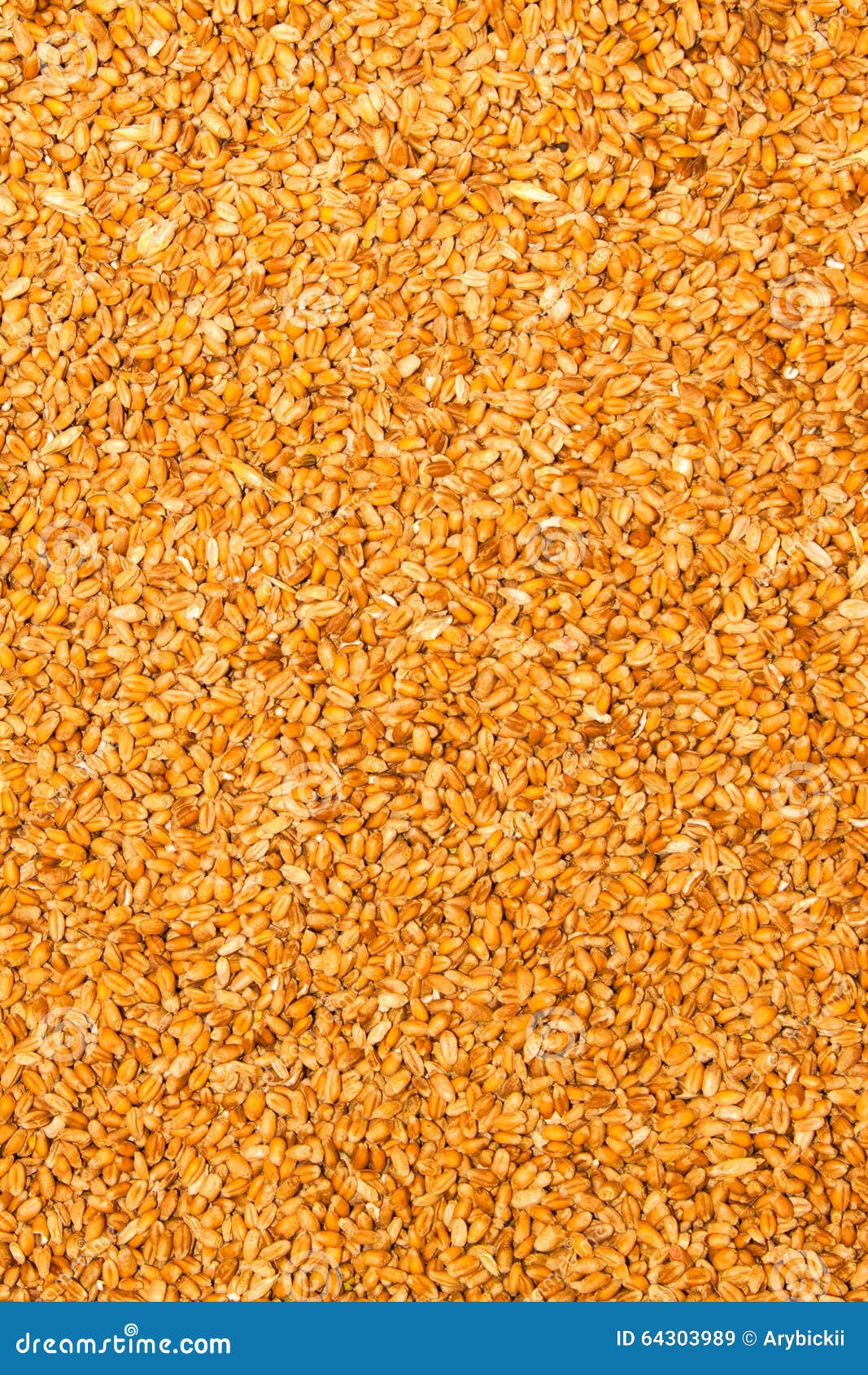 Processed wheat grains stock image. Image of harvest - 64303989