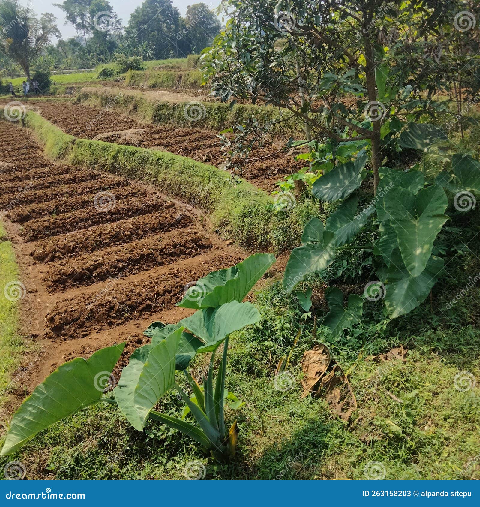 Processing of Agricultural Land in Sloping Areas Stock Image - Image of ...