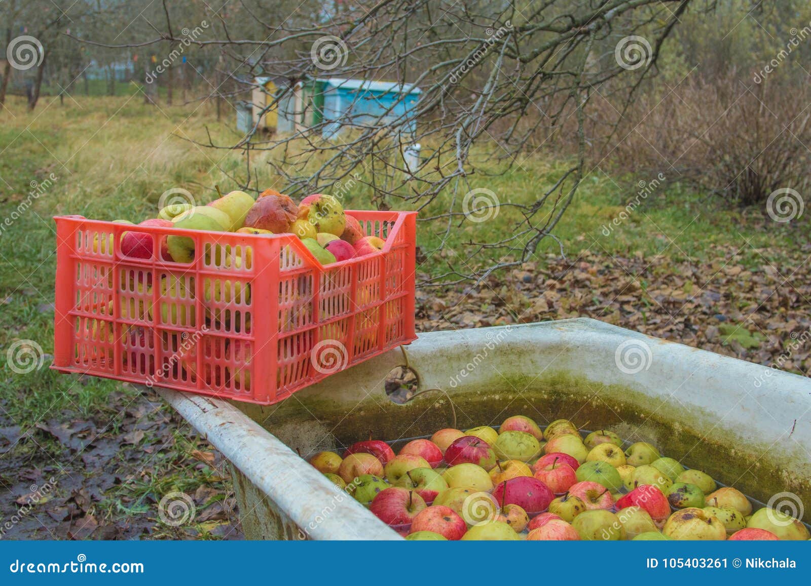 Processing of Apples for Juice Production. Stock Image - Image of ...