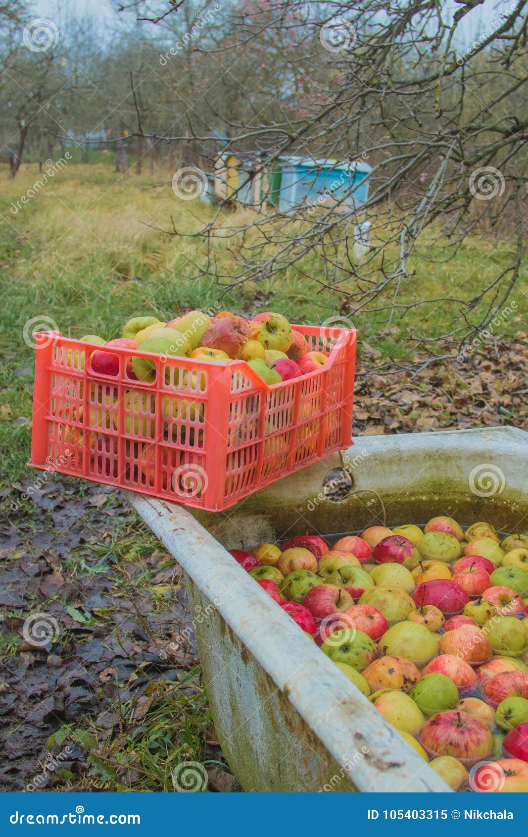 Processing of Apples for Juice Production. Stock Image - Image of ...