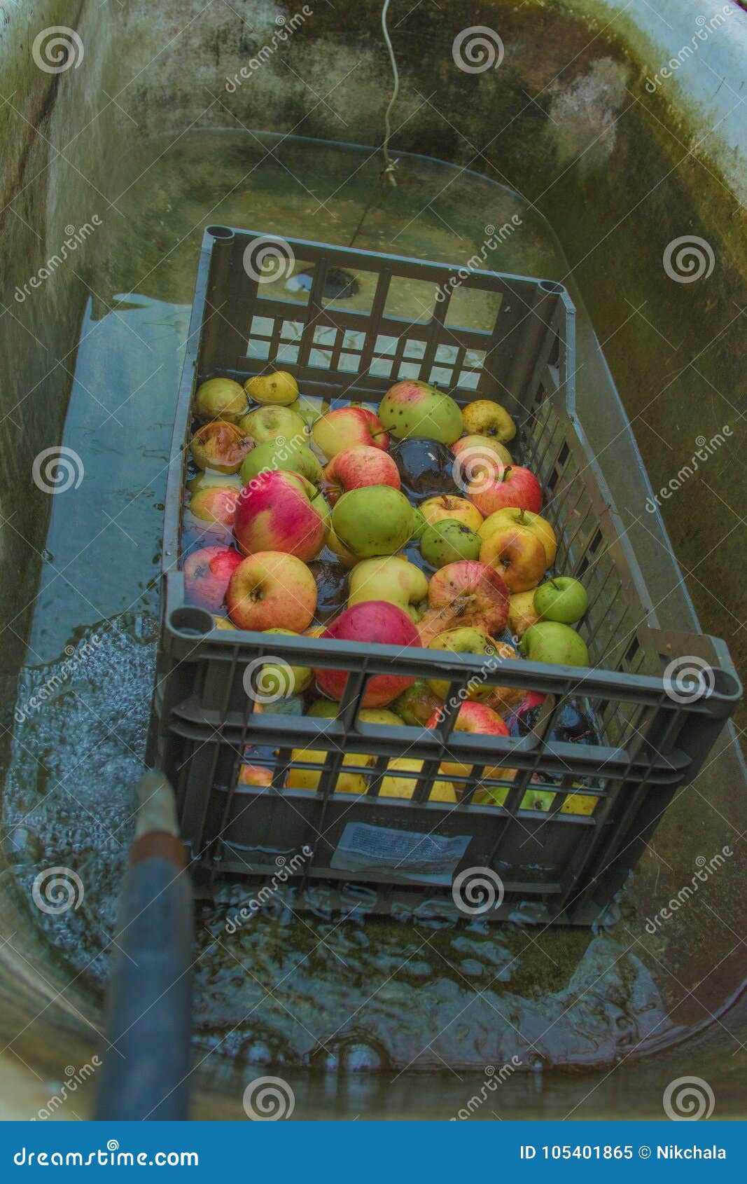 Processing of Apples for Juice Production. Stock Image - Image of ...