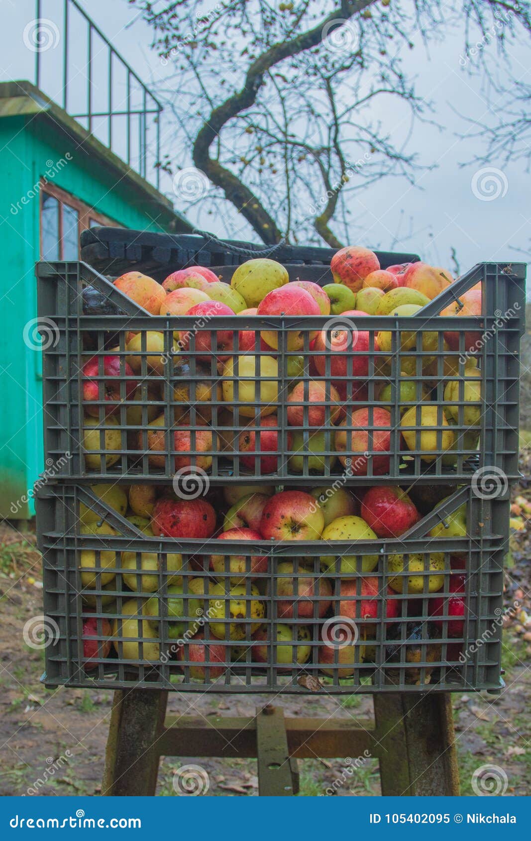 Processing of Apples for Juice Production. Stock Image - Image of ...