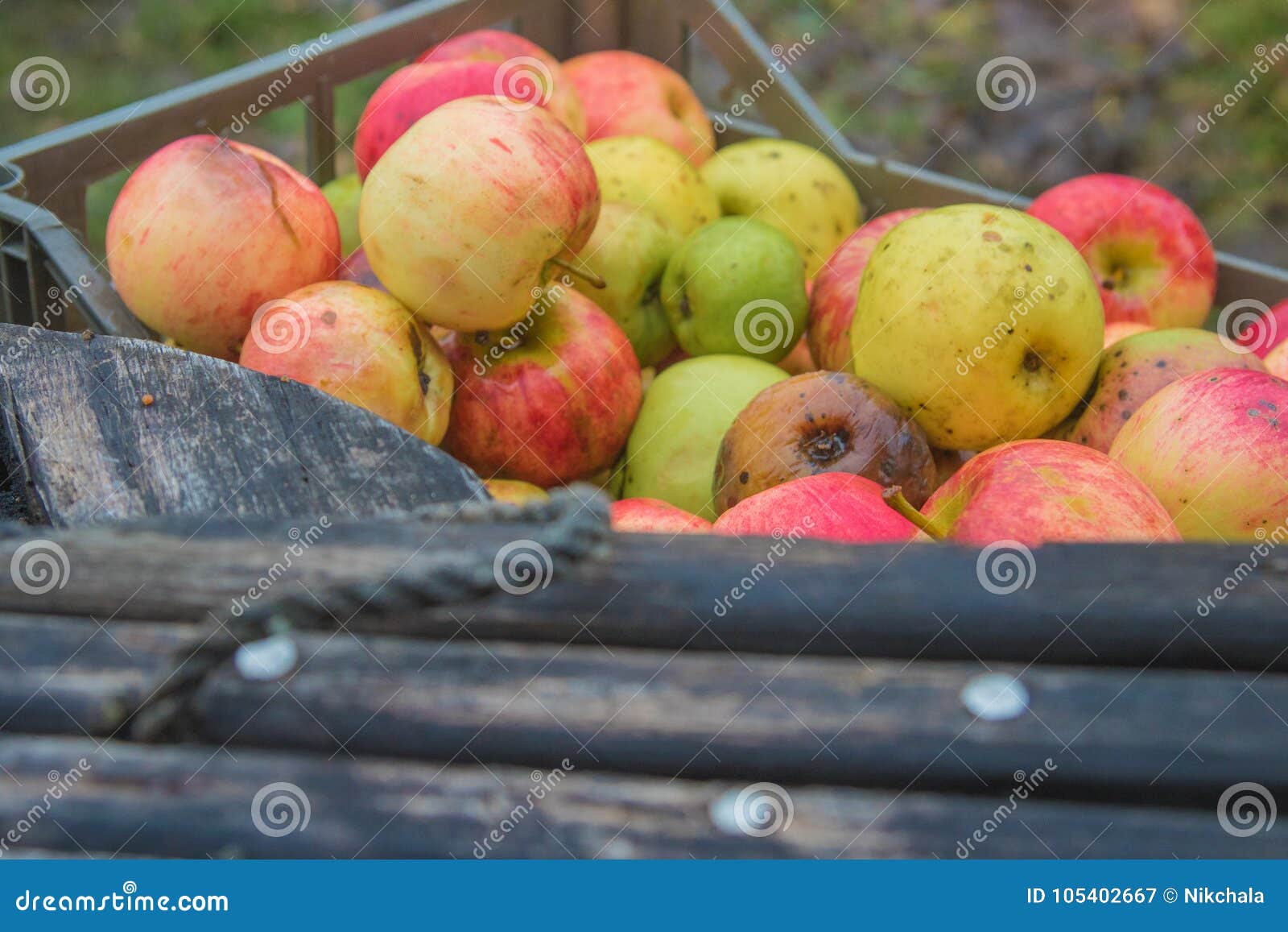 Processing of Apples for Juice Production. Stock Image - Image of cold ...