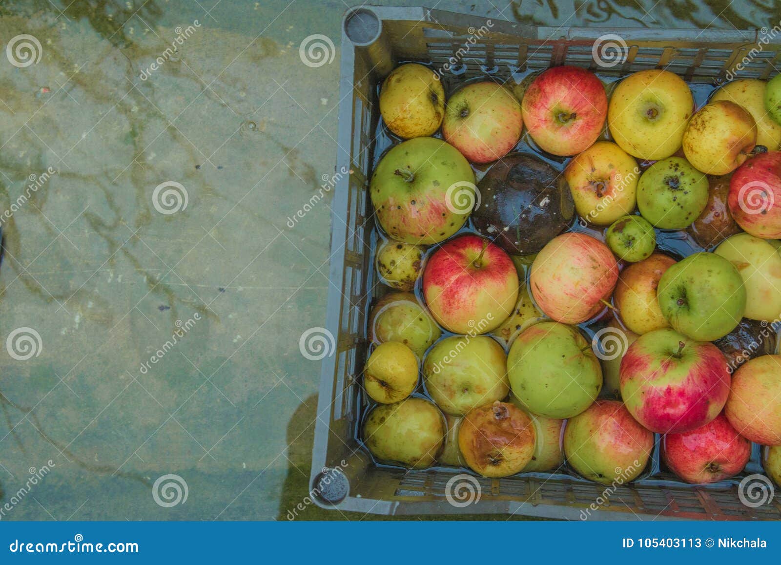 Processing of Apples for Juice Production. Stock Image - Image of fresh ...