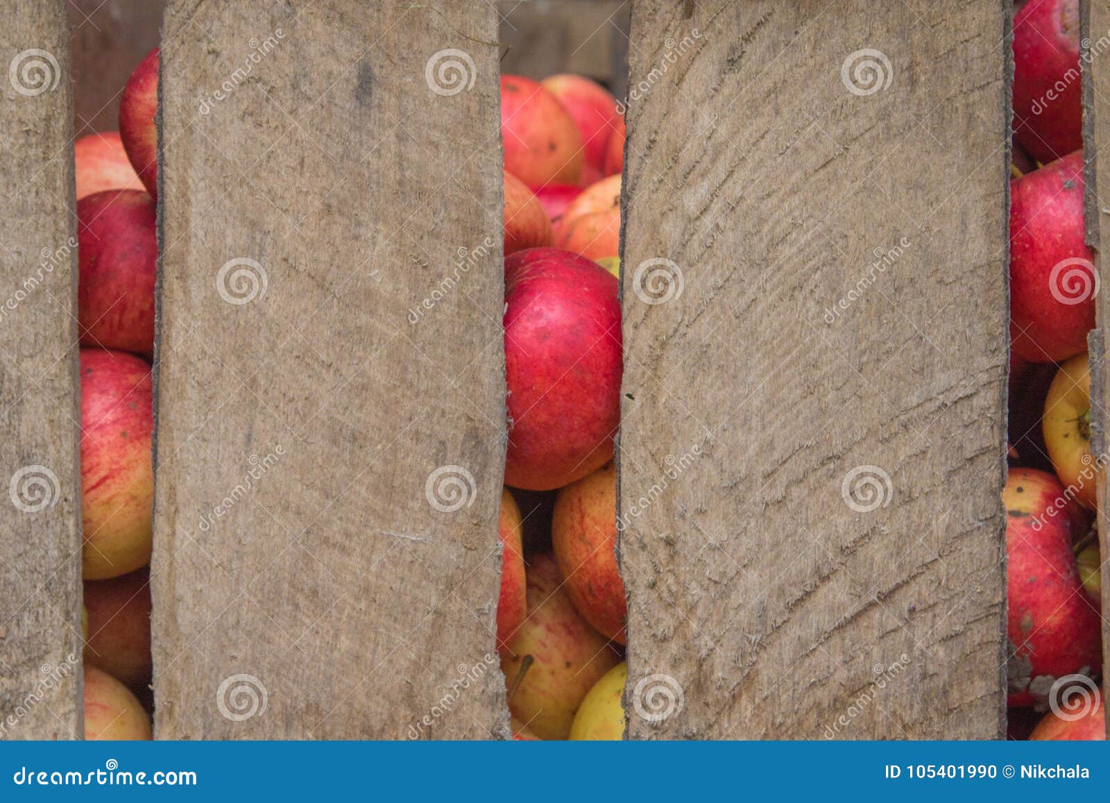 Processing of Apples for Juice Production. Stock Photo - Image of food ...