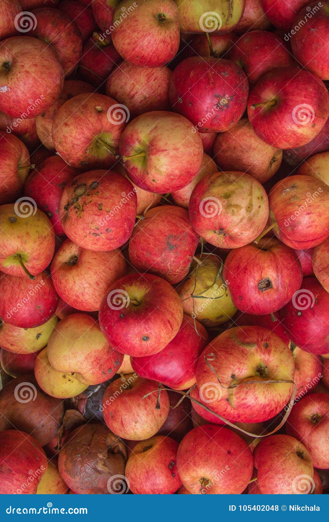 Processing of Apples for Juice Production. Stock Photo - Image of ...