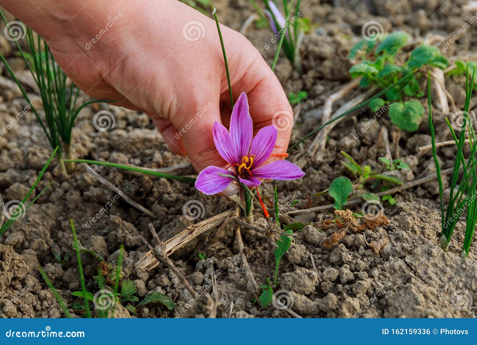 Processing of Saffron Beautiful Purple in a Field Stock Photo - Image ...