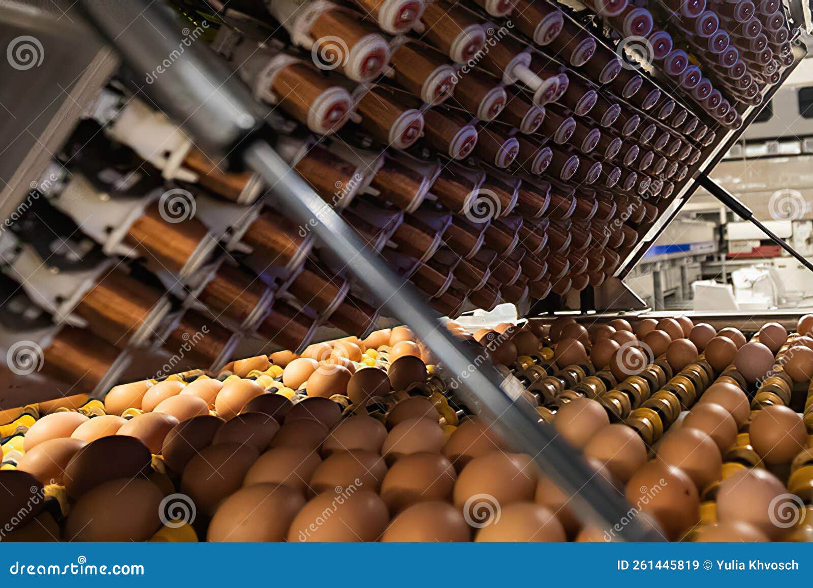 Processing of Chicken Eggs at the Factory. Poultry Farm. Stock Image ...