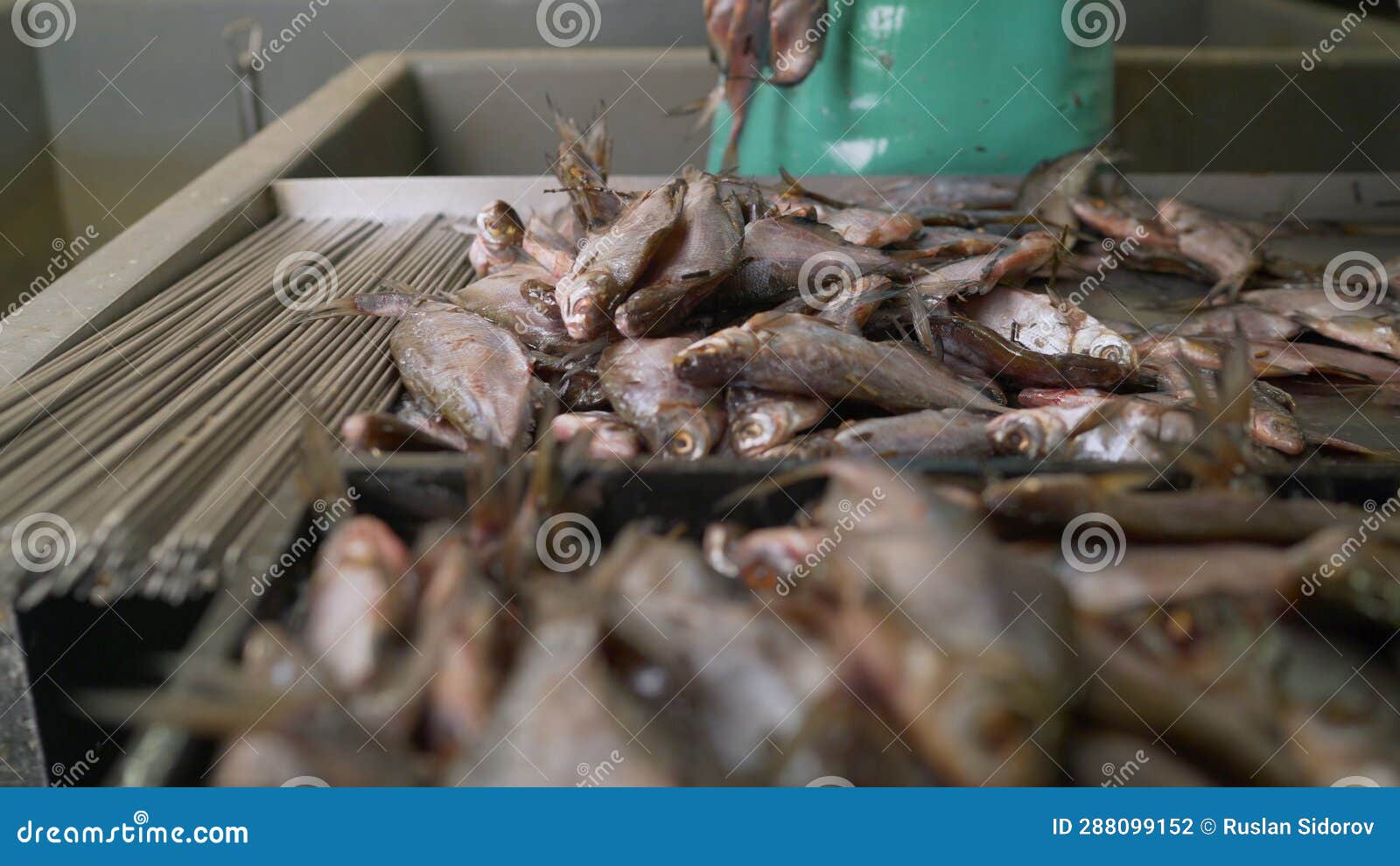 Processing of Cod in Fisheries. Fish in a Basket on a Cutting Table ...