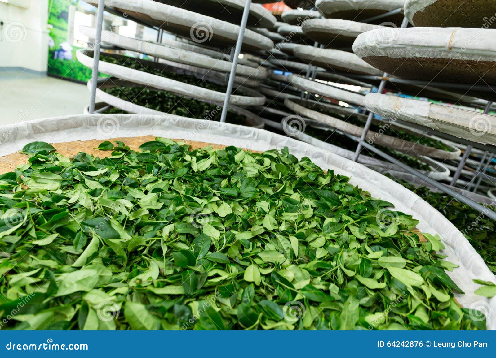 Processing of Fermentation for Tea Stock Photo - Image of procedure ...