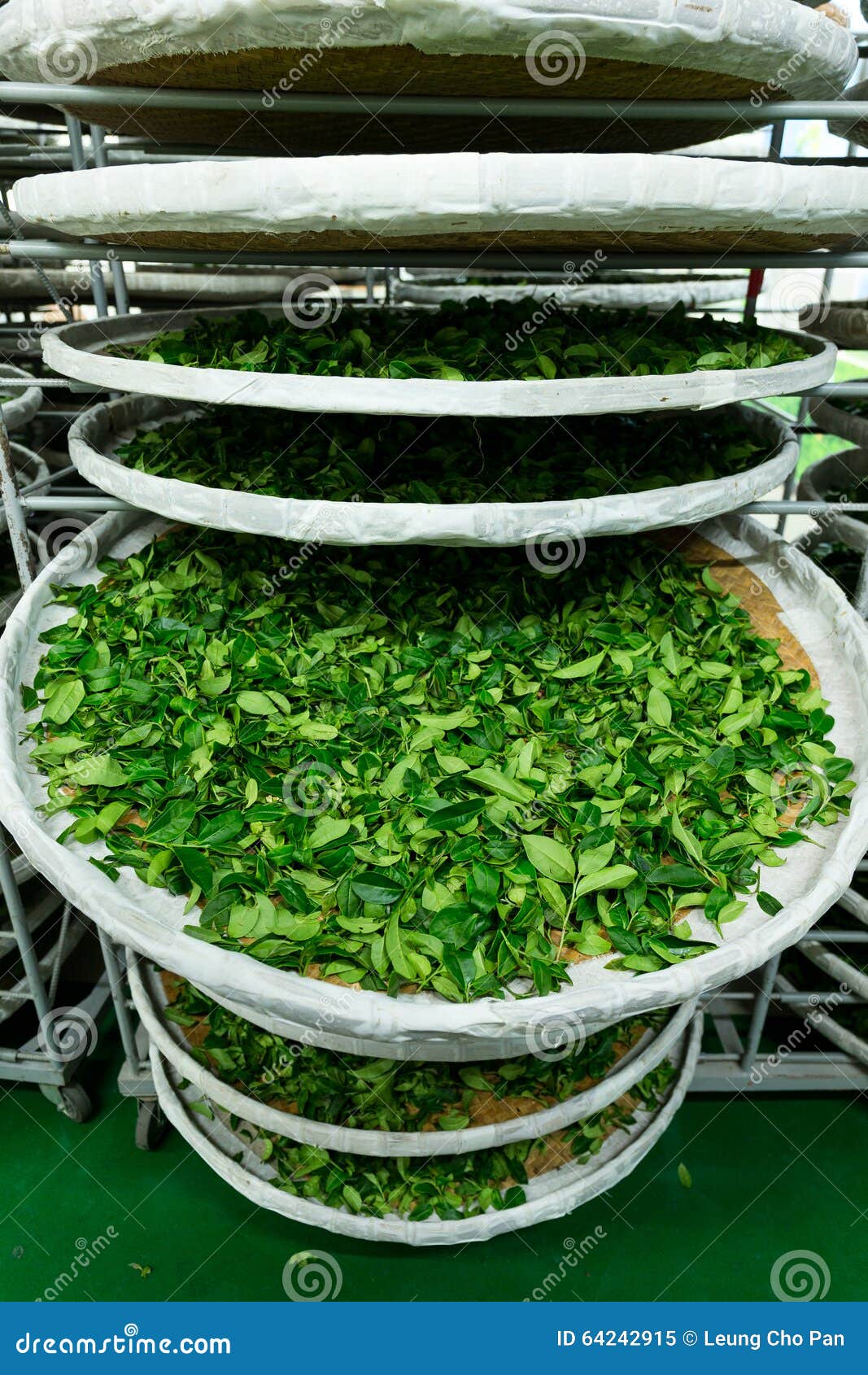 Processing of Fermentation for Tea Stock Image - Image of taitung ...