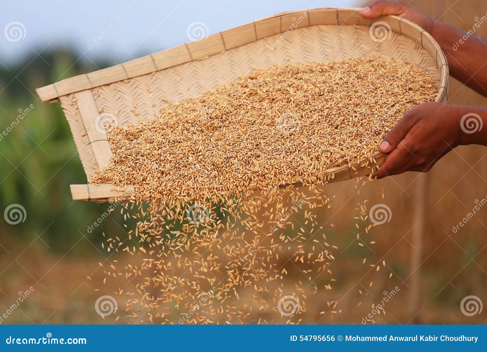 Golden Paddy Seeds,background Stock Image | CartoonDealer.com #170293291