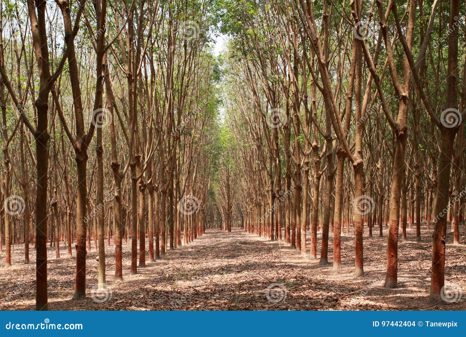 Processing Industry Tree in the Agricultural Area Stock Photo - Image ...