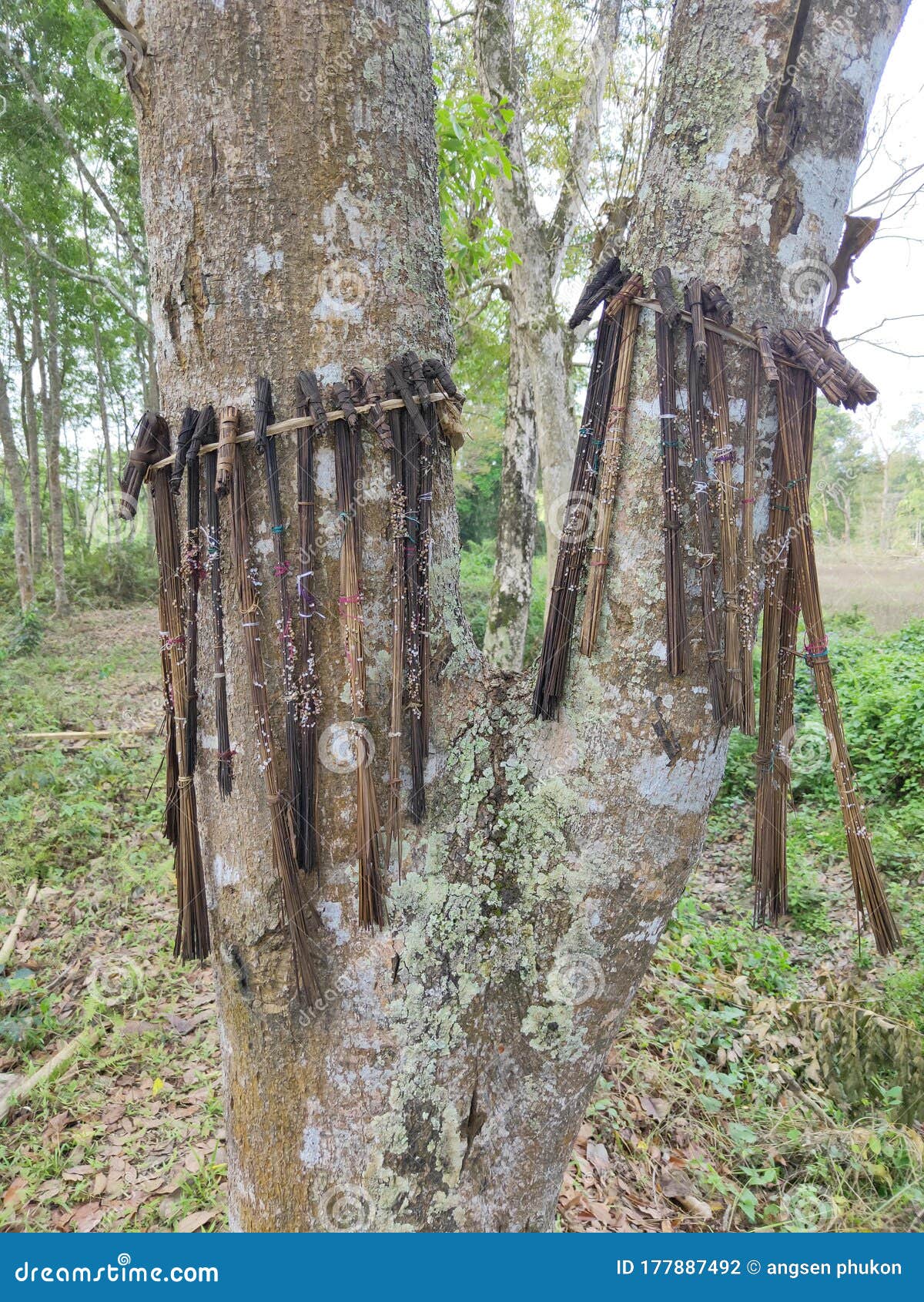 Processing of Muga for Later Use Stock Photo - Image of plant, produces ...