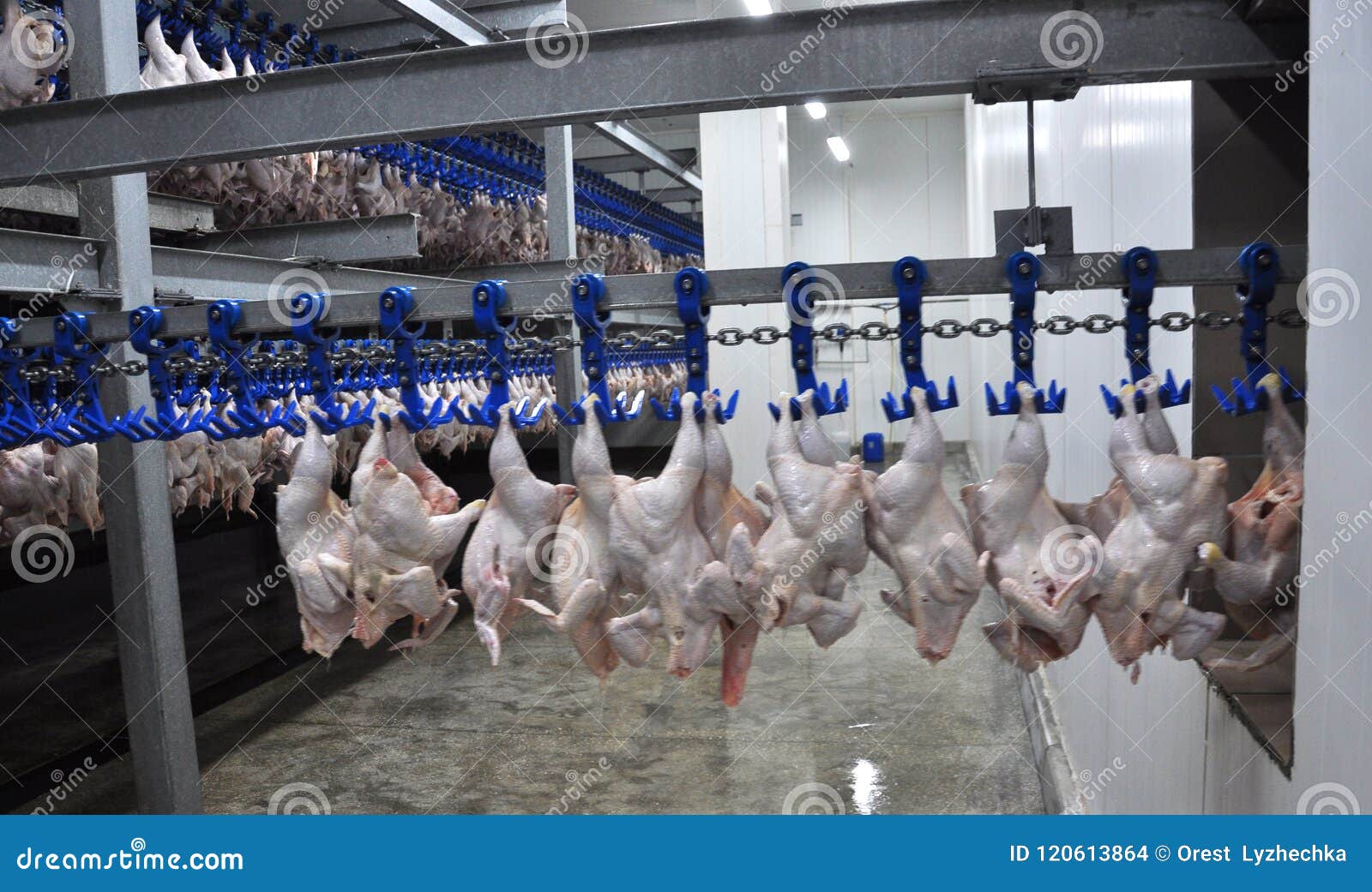 In the Shop for the Processing of Poultry Carcasses Stock Photo - Image ...