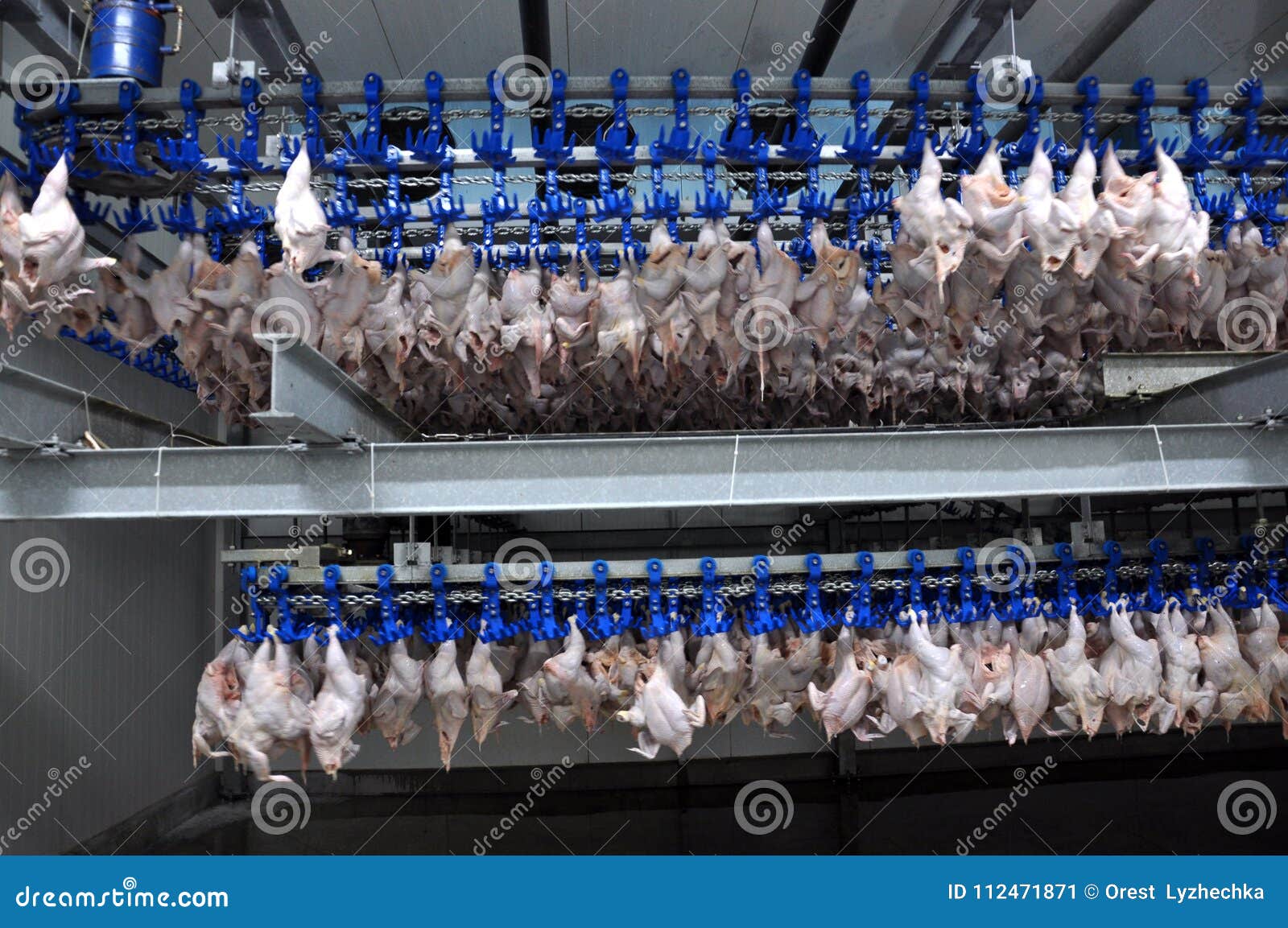 In the Shop for the Processing of Poultry Carcasses Stock Image - Image ...