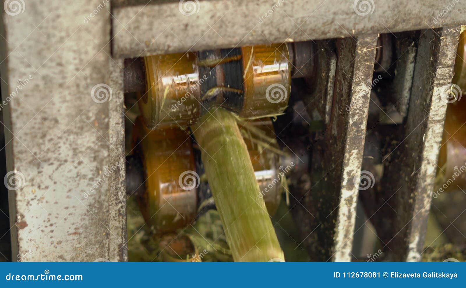 Processing of a Raw Sugar Cane. Sugar Production. Stock Video - Video ...