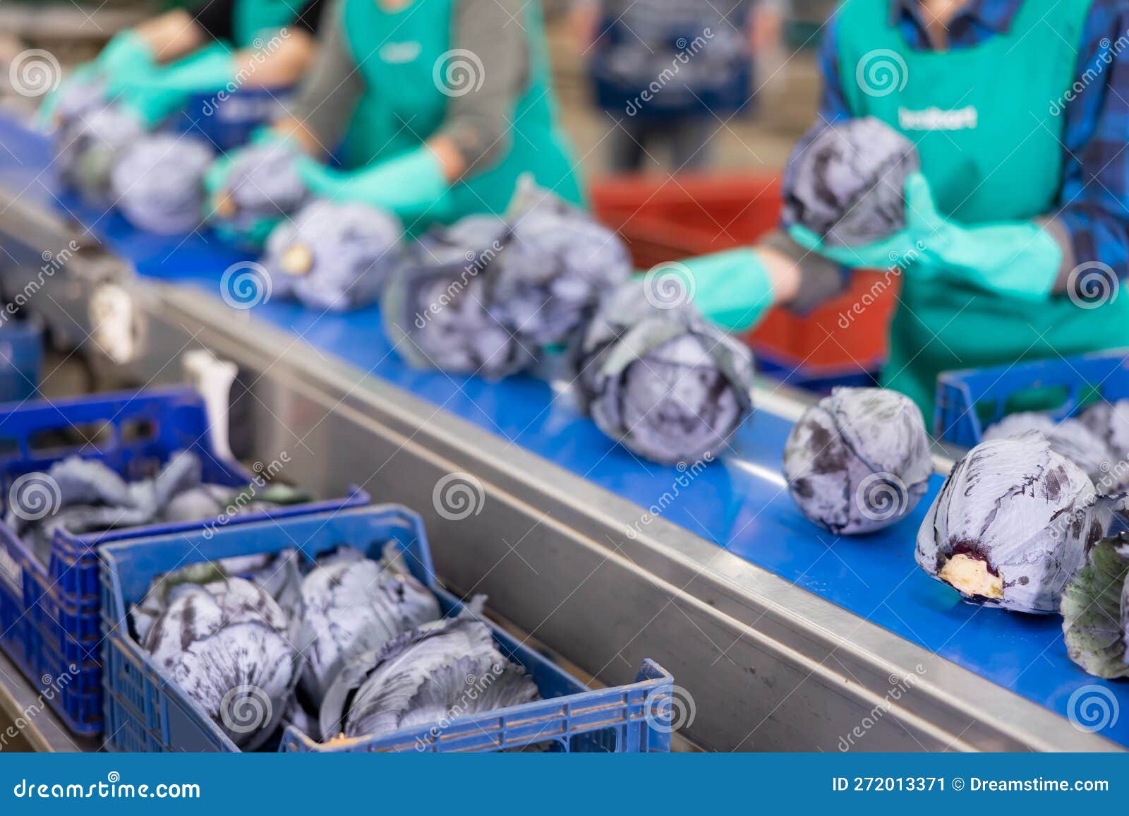 Processing of Red Cabbage on Conveyor in Vegetable Factory Stock Image ...