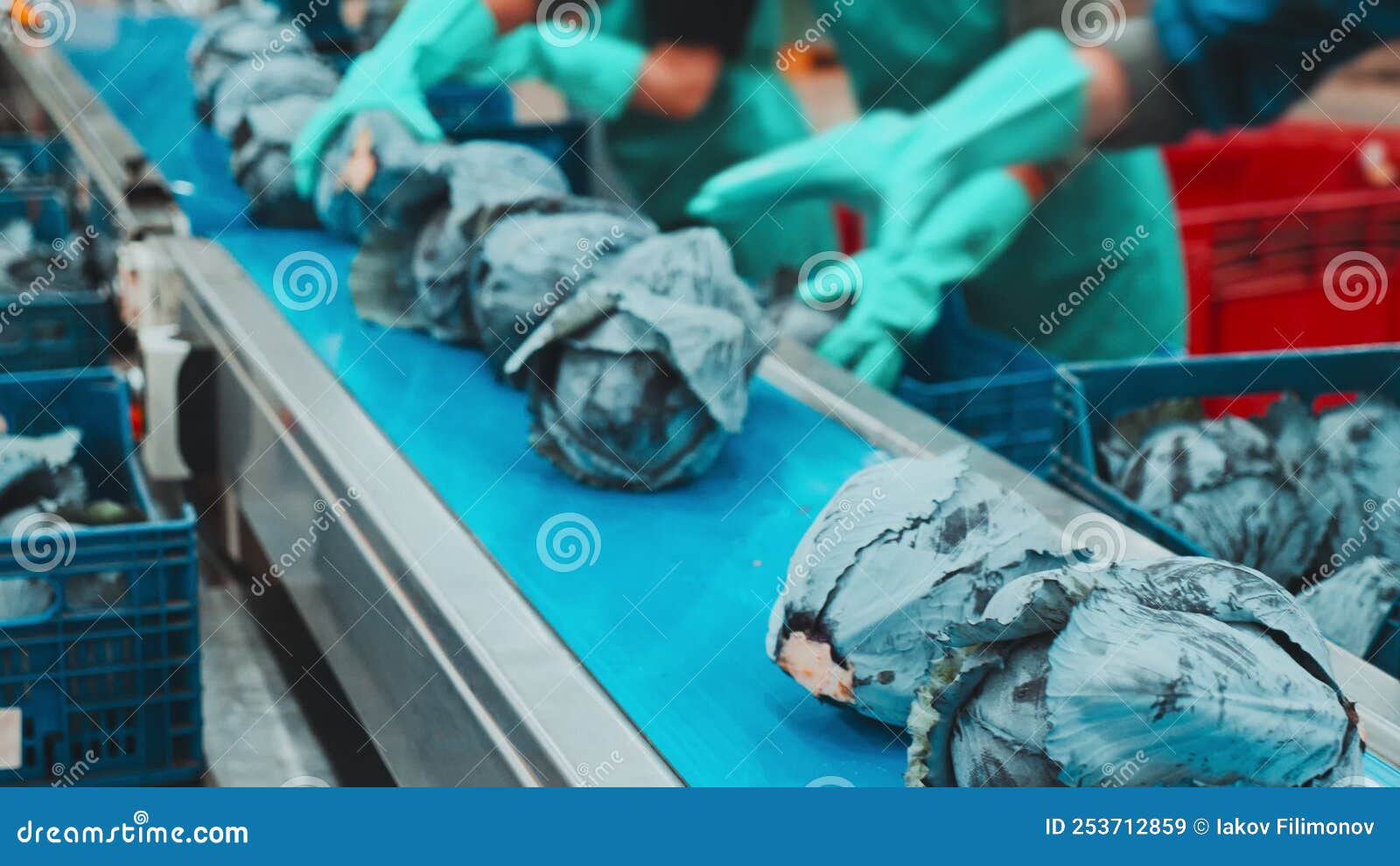 Workers Sorting Red Cabbage Manually in Vegetable Factory. Stock Video ...