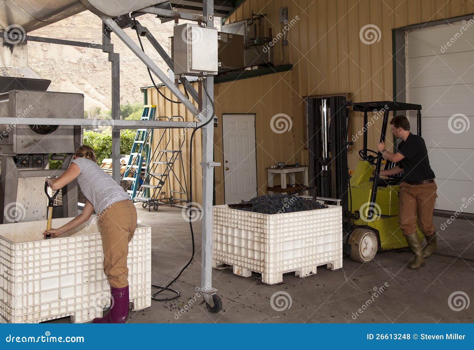 Processing Red Wine Grapes stock photo. Image of vineyard - 26613248