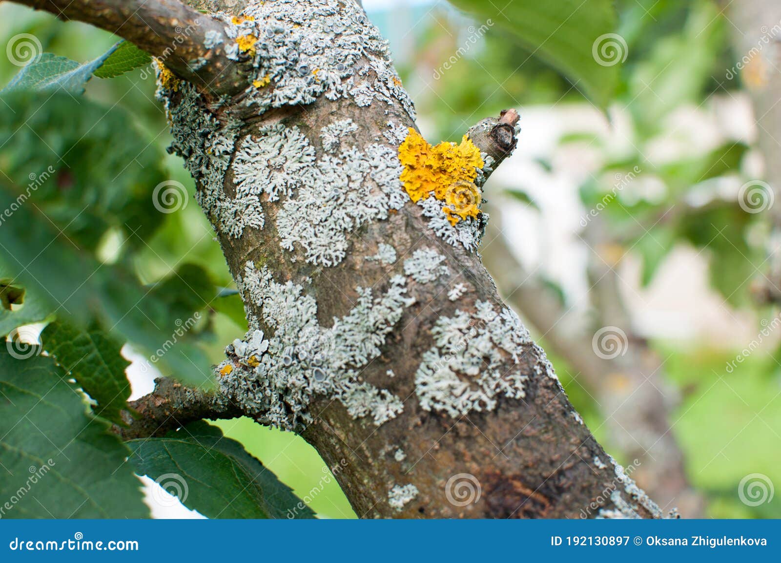 Processing of a Sick Tree, Damage on a Tree Trunk. Close Up Stock Image ...