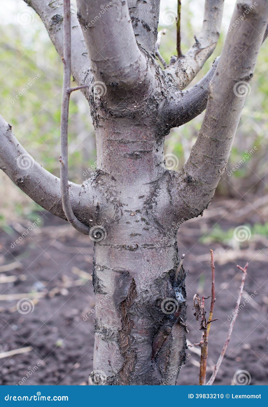 Processing of a Sick Tree, Damage Stock Photo - Image of damage, bark ...