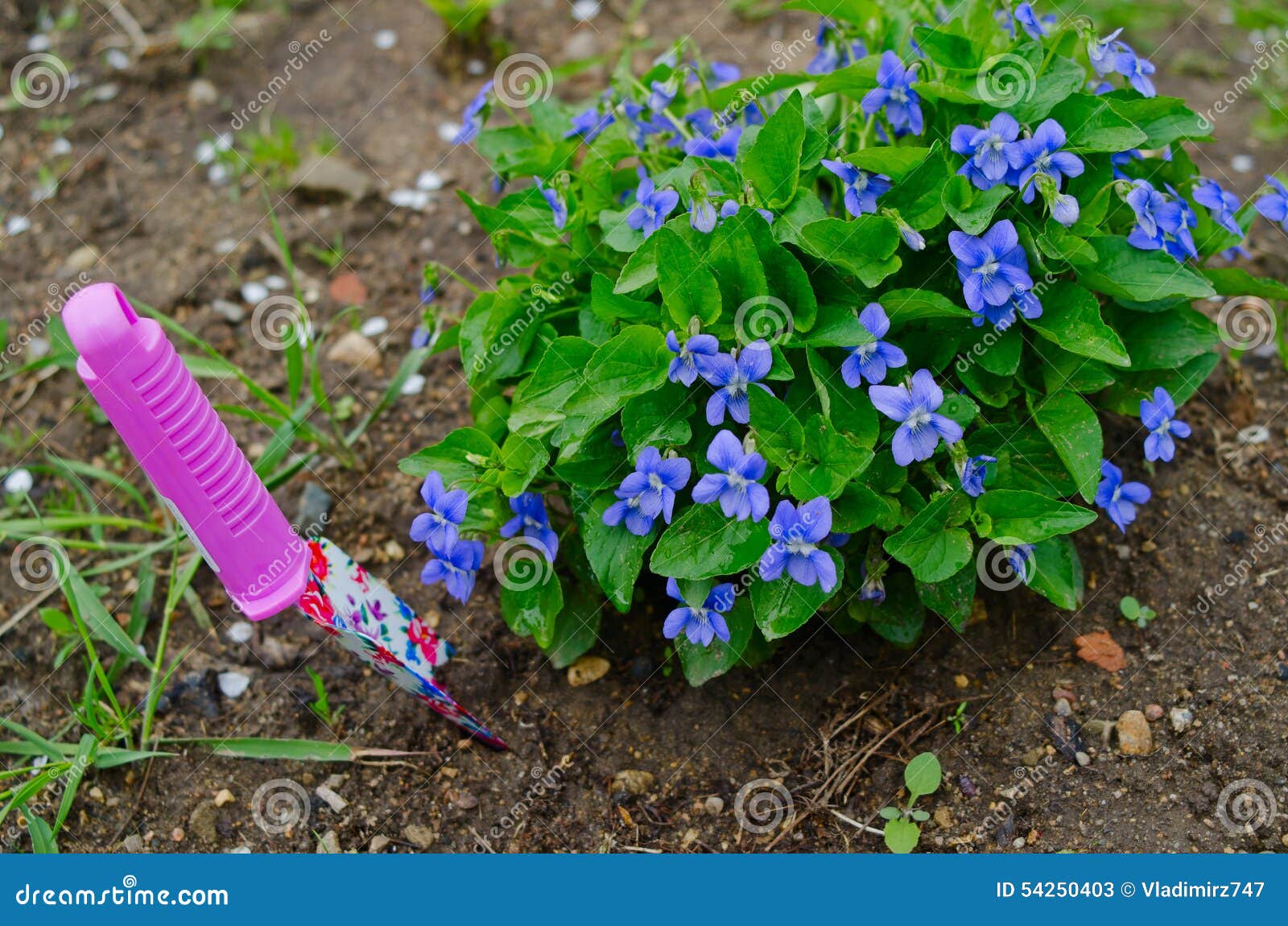 Processing of the Soil at a Violet Bush Stock Image - Image of digging ...