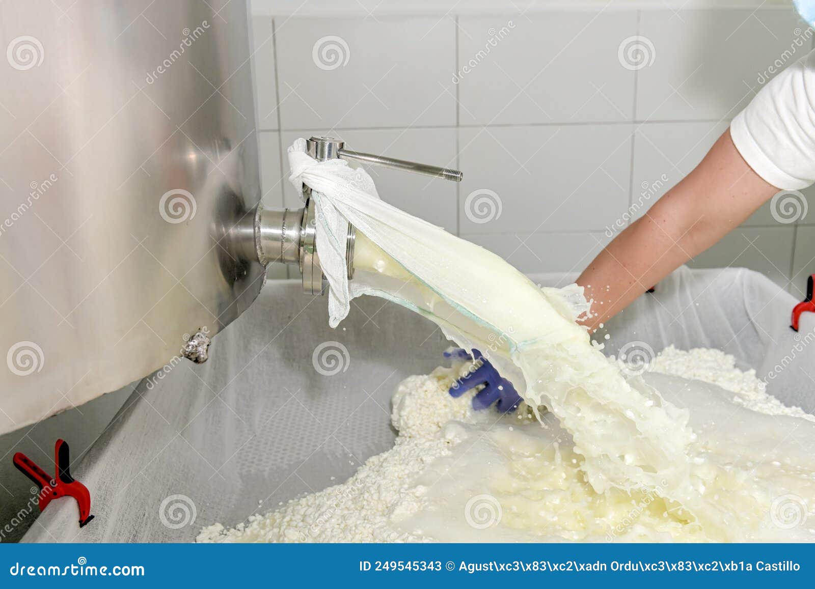 On the Processing Table, the Whey is Separated from the Curd Stock ...