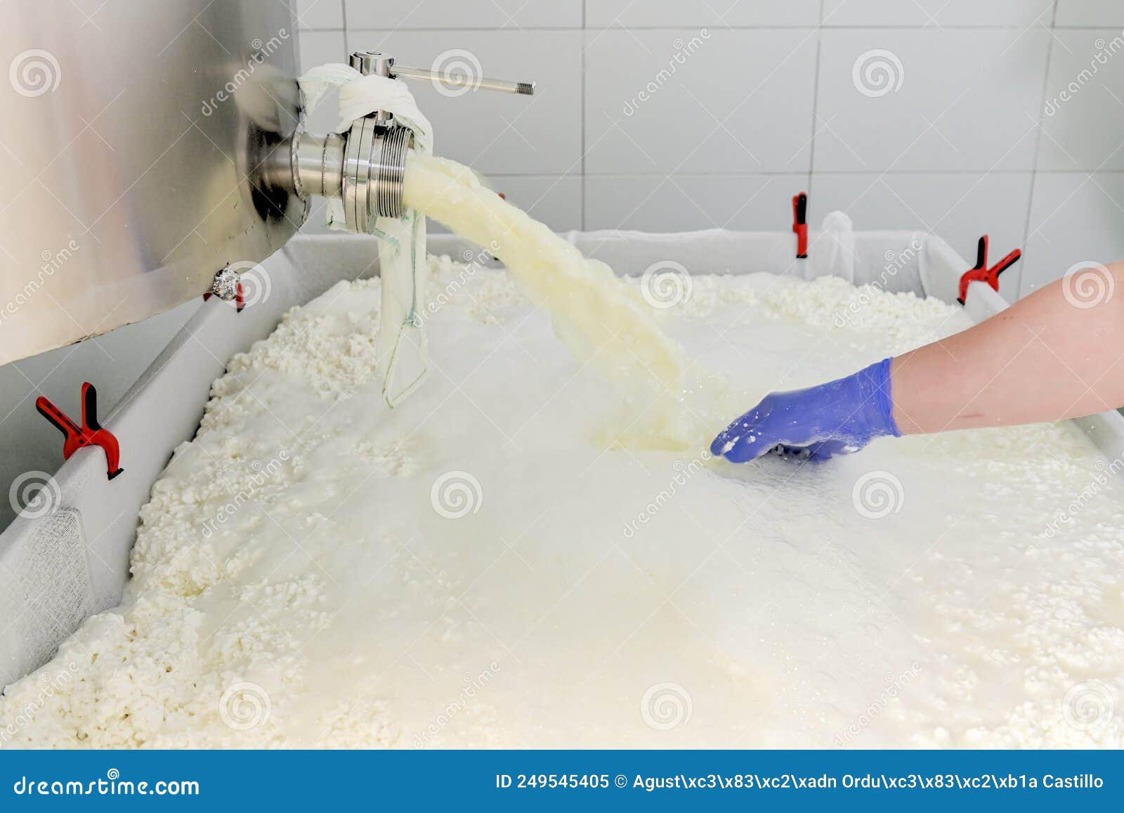 On the Processing Table, the Whey is Separated from the Curd Stock ...