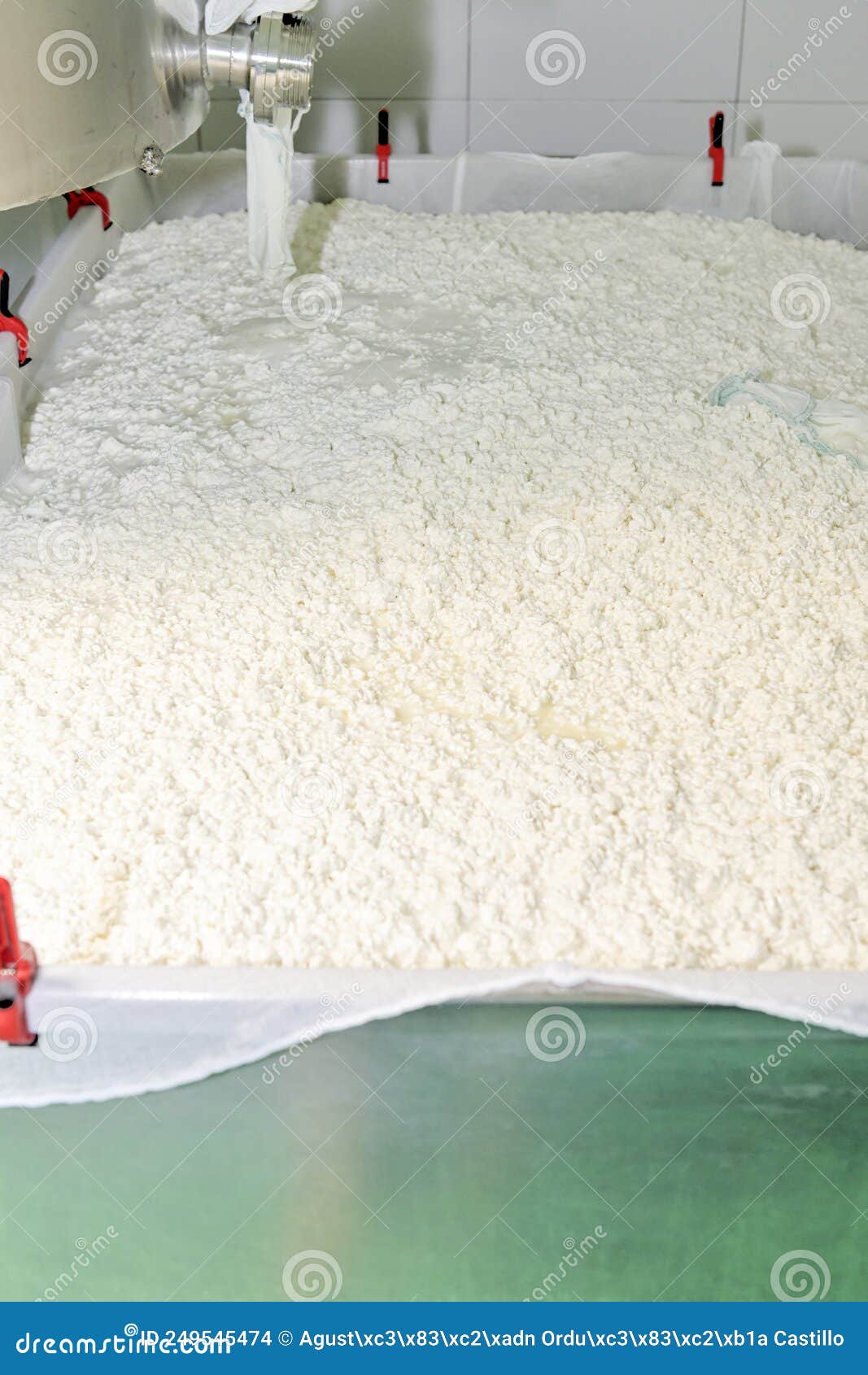 On the Processing Table, the Whey is Separated from the Curd Stock ...