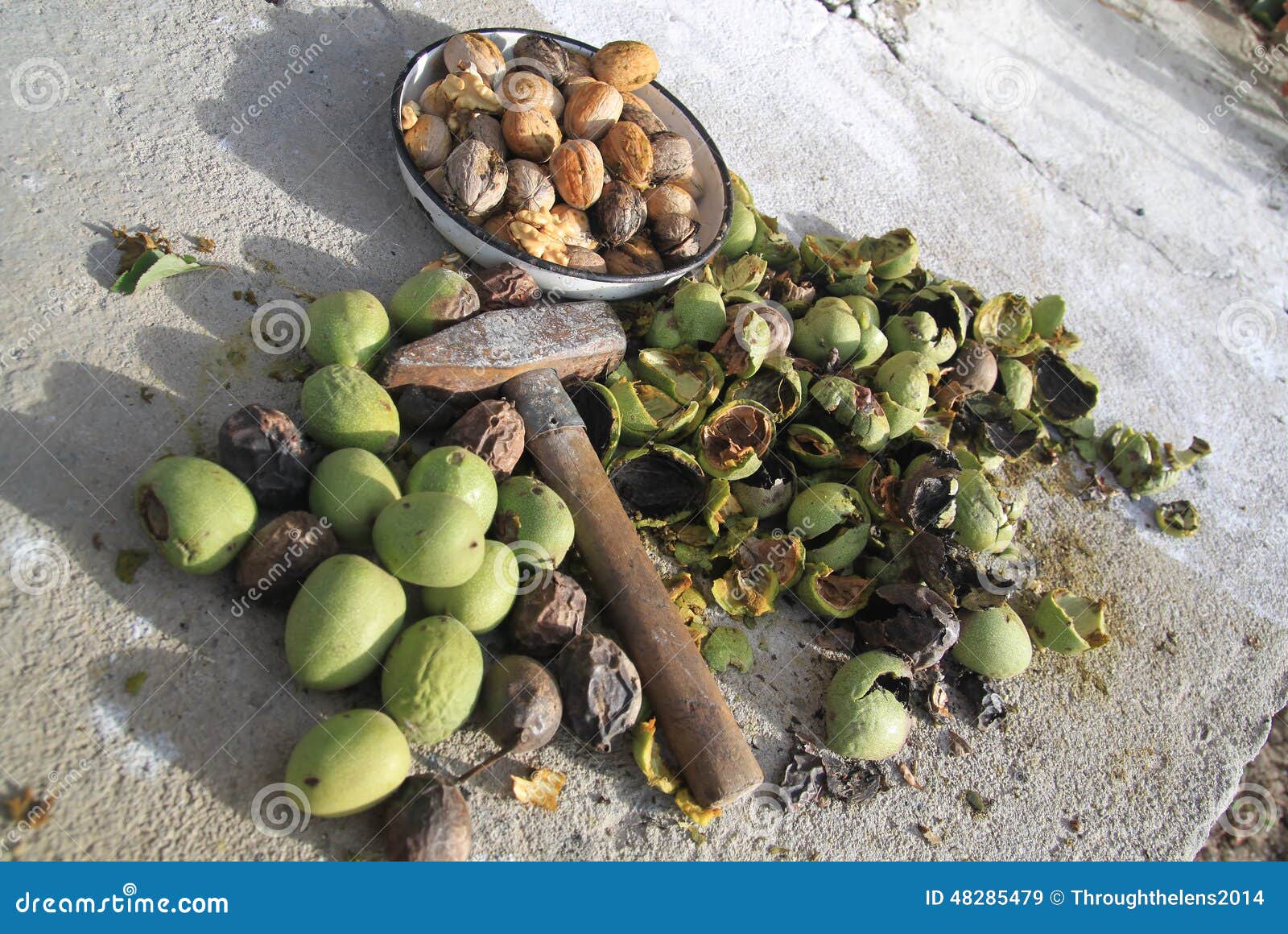 Processing Walnuts. stock image. Image of fruit, agriculture - 48285479
