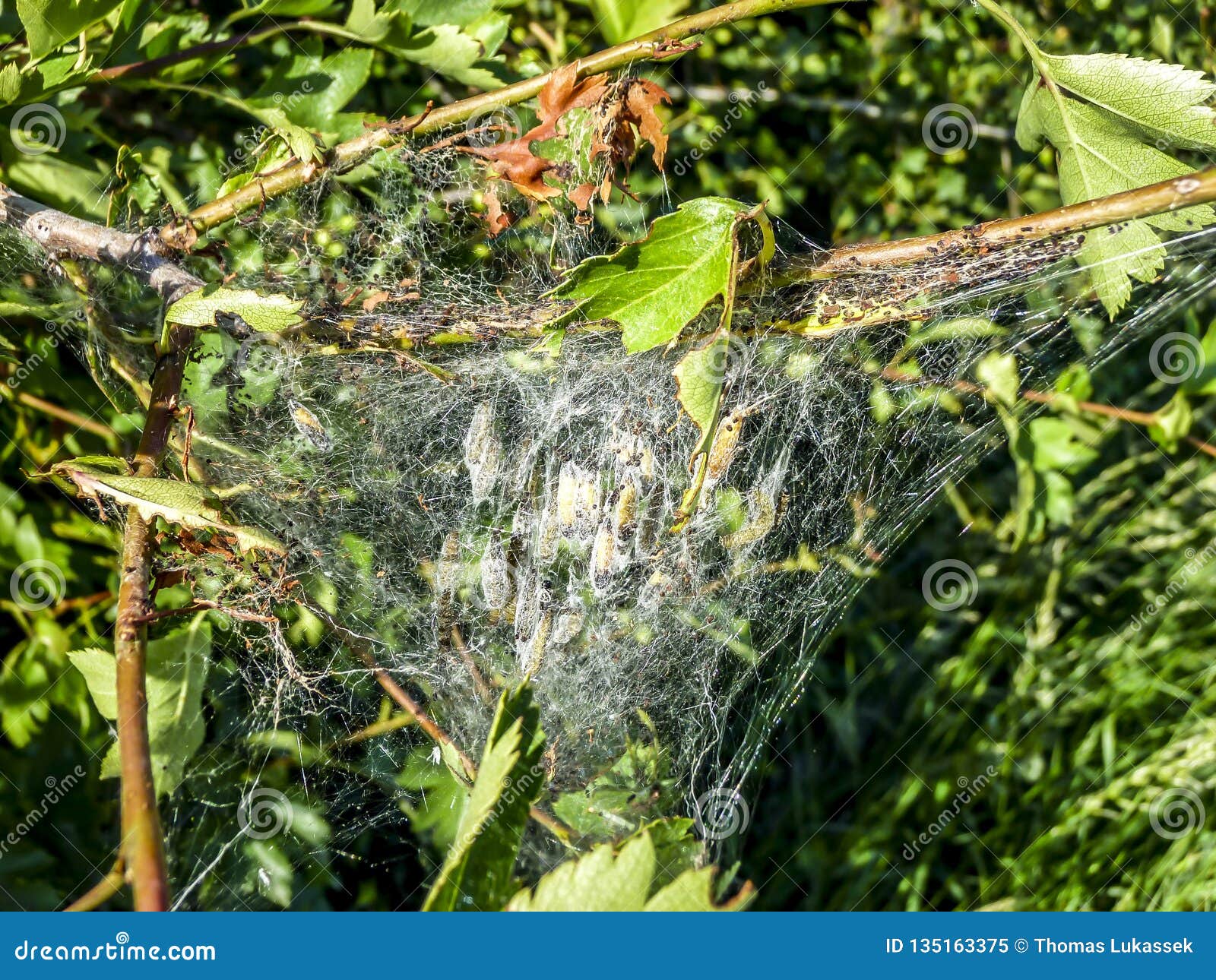 Procession Caterpillar Nest on the Treen Trunk of an Oak Tree Stock ...
