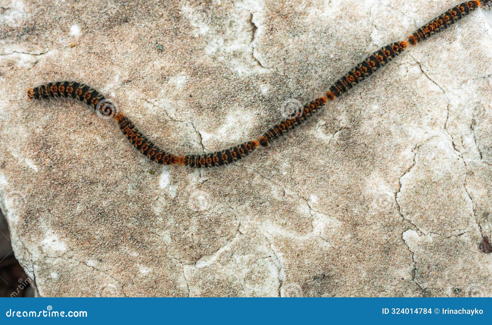 Processional Caterpillars Move One after Another Along a Stone Surface ...