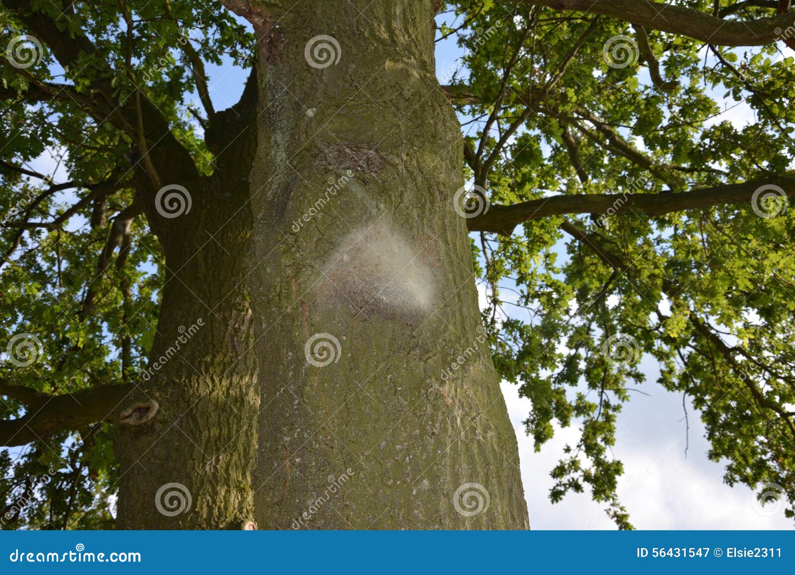 Processionaria Del Pino Della Quercia Immagine Stock - Immagine di ...