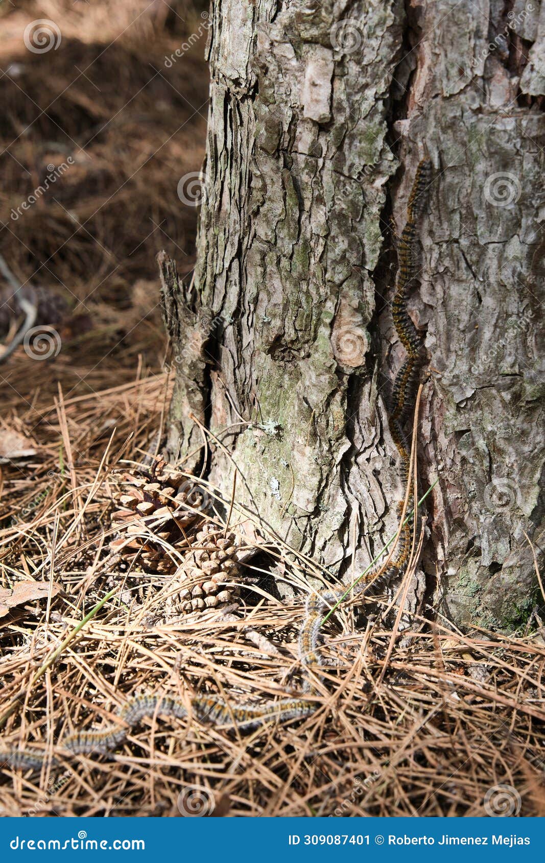 Processionary Caterpillars Crawling Down a Tree Trunk Stock Image ...