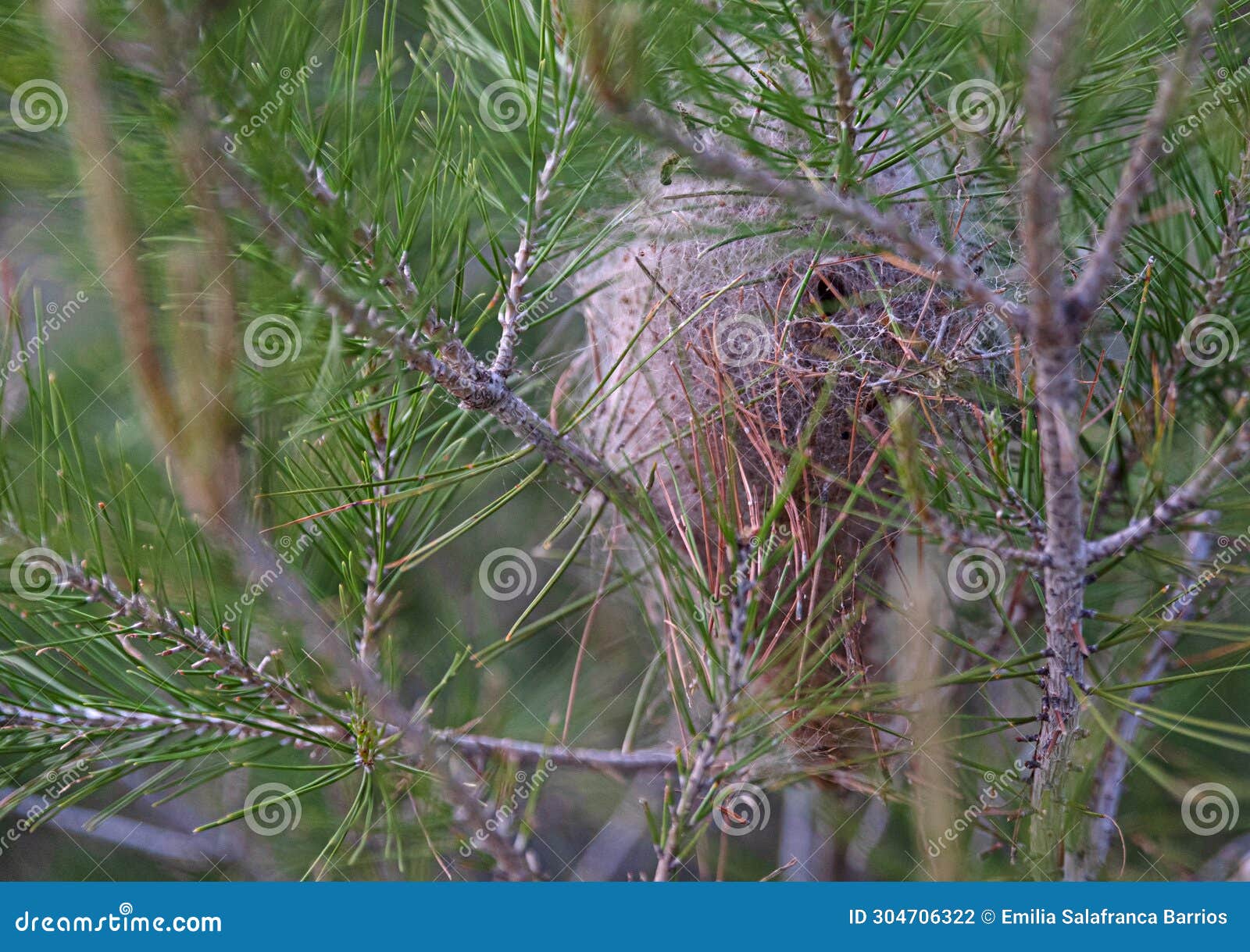 Cocoon Of Oak Processionary Caterpillars On Oak Trunk. Dangerous ...
