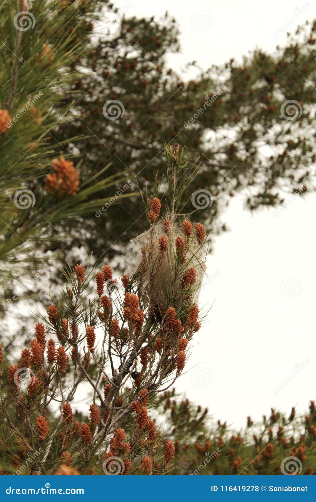 Processionary Nest on a Pine Tree Stock Photo - Image of larvae, needle ...