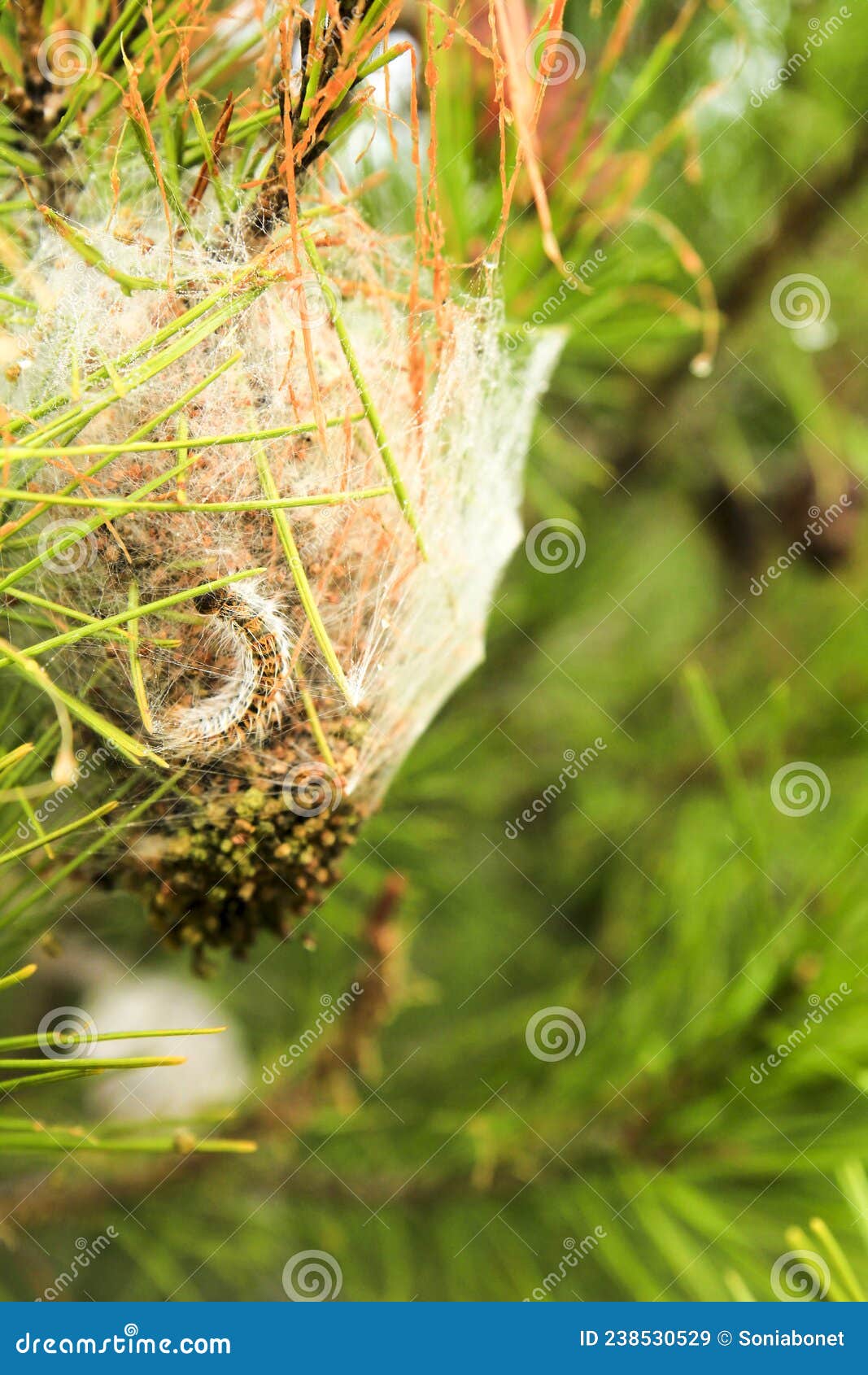 Processionary Worms on Nest on a Pine Tree Stock Image - Image of toxic ...