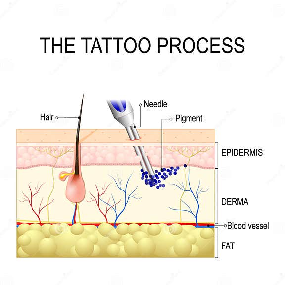 Processo da tatuagem ilustração do vetor. Ilustração de tinta - 105111034