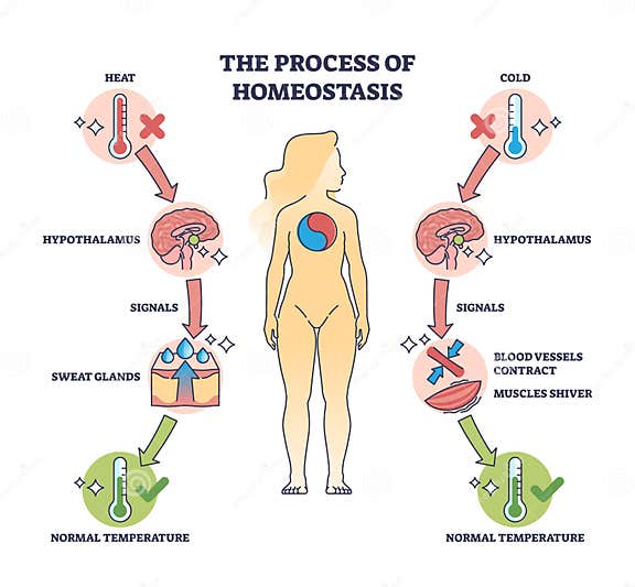 Processo De Homeostase Como Diagrama Esquemático Da Regulação Da ... Processo De Homeostase Como Diagrama Esquemático Da Regulação Da ...
