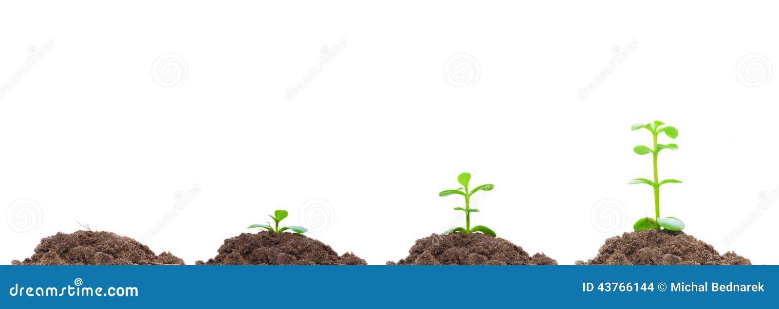 Processo De Plano Verde Que Cresce No Solo Isolado Foto de Stock ...